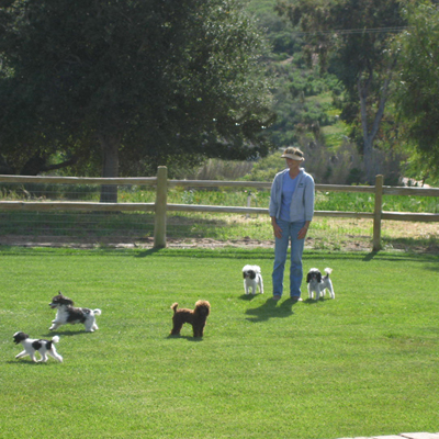 About Us | We Got Puppies
