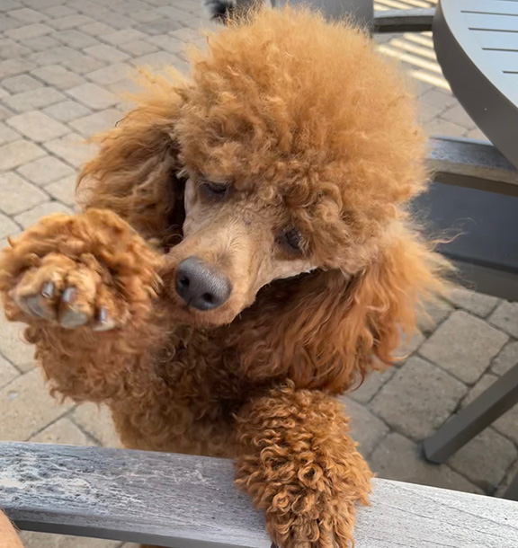 Available Puppies | We Got Puppies