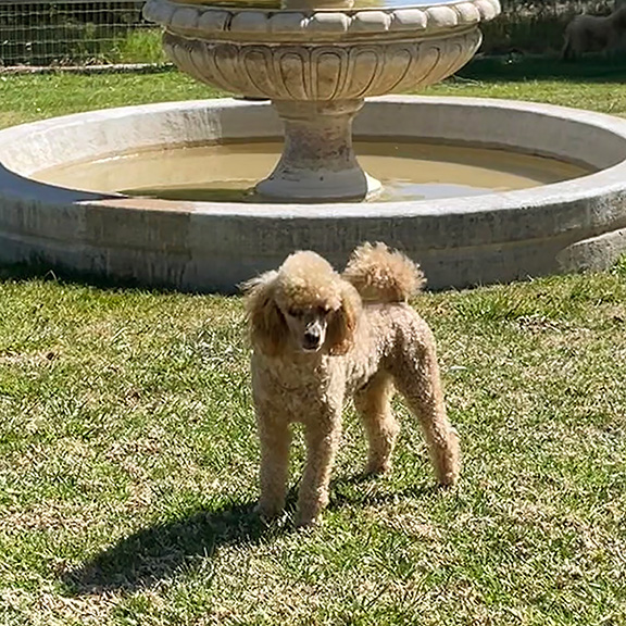 Parents | We Got Puppies