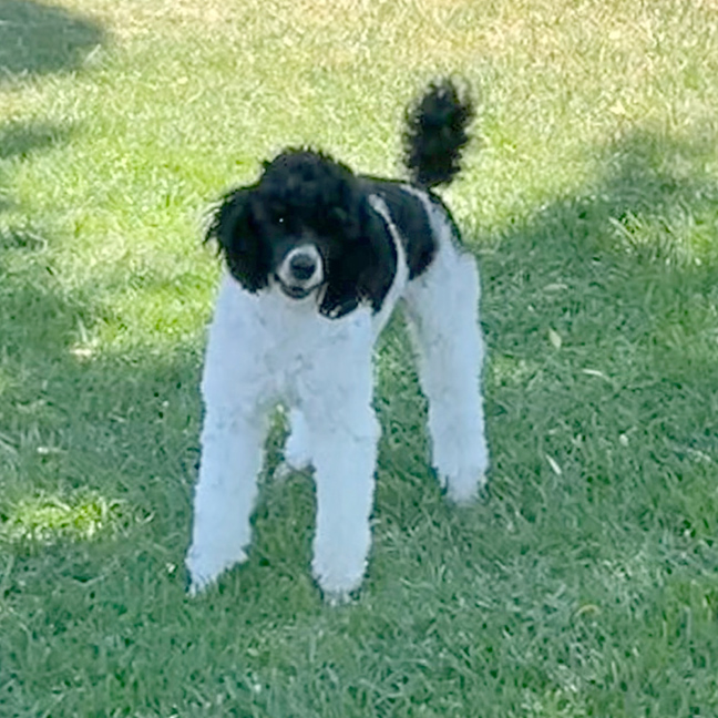 Parents | We Got Puppies